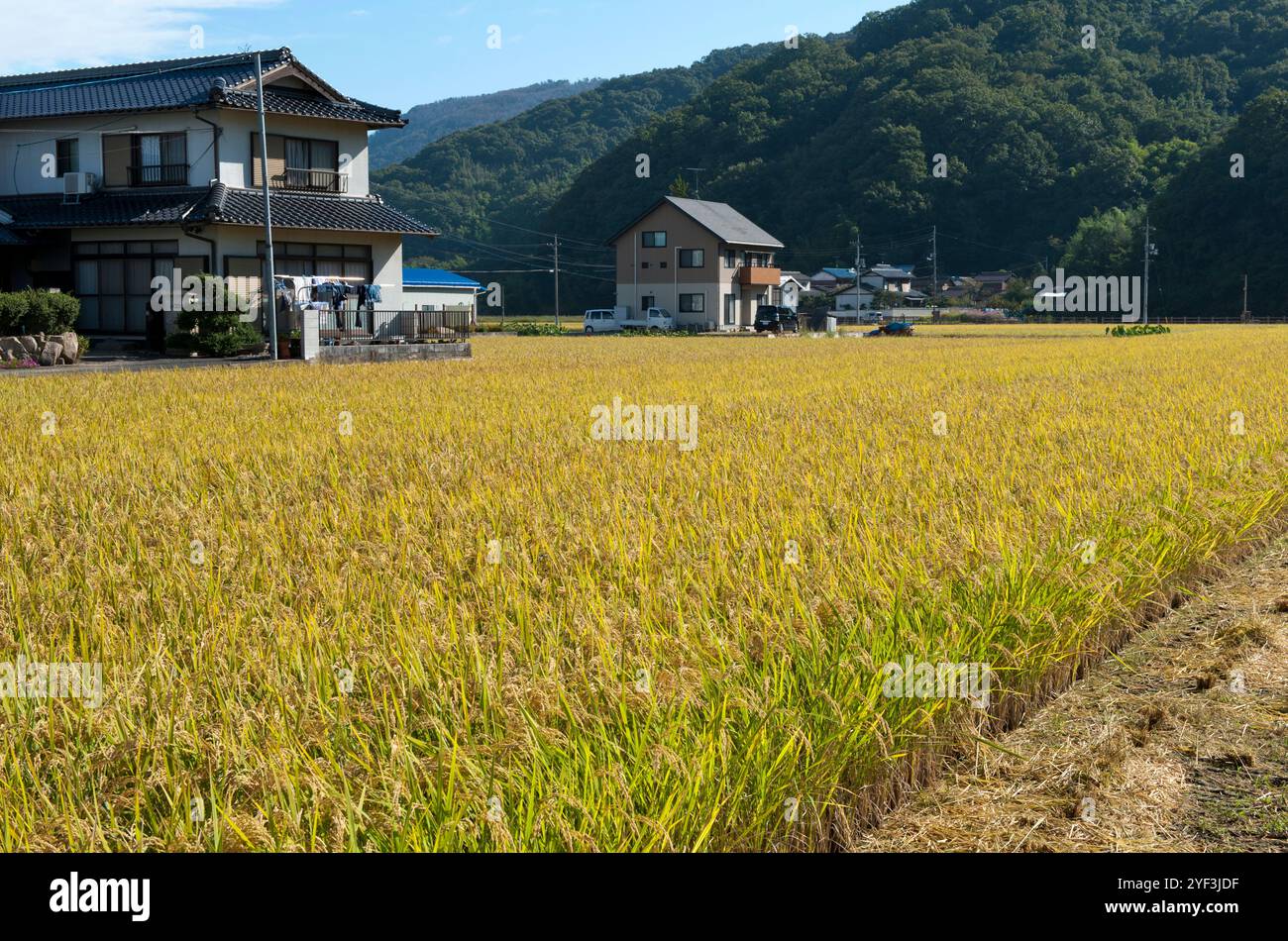 Rice paddy crop ready for harvest in autumn in the countryside of Okayama Prefecture, Japan ...