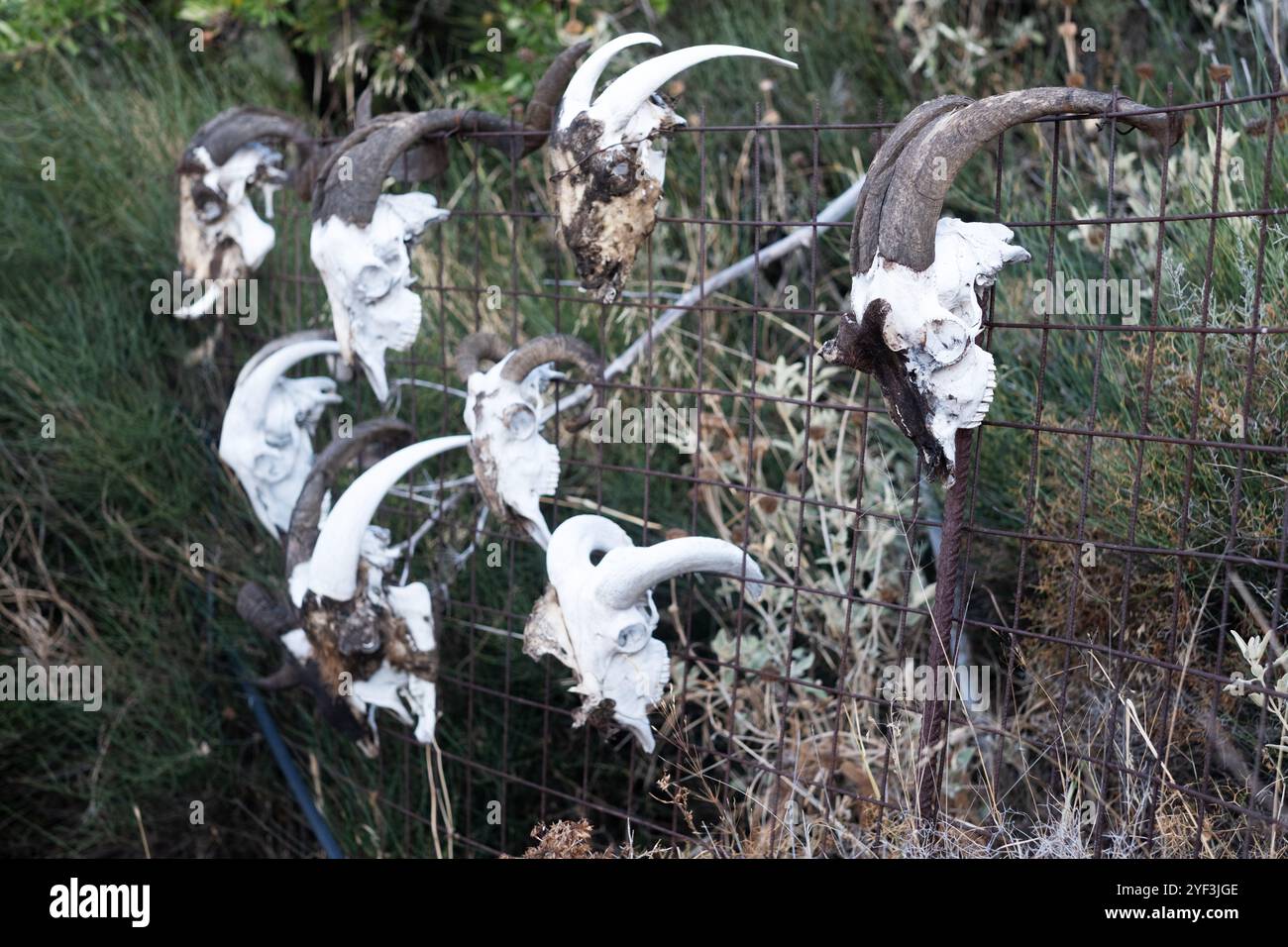Ram goat hi-res stock photography and images - Alamy