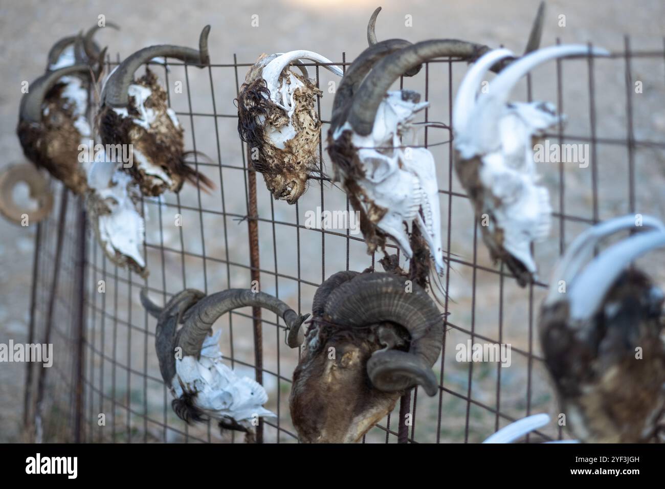 Ram goat hi-res stock photography and images - Alamy