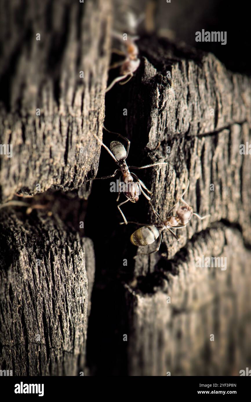 Tyrant ant hi-res stock photography and images - Alamy
