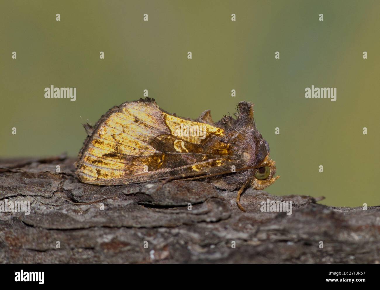 Golden looper moth hi-res stock photography and images - Alamy