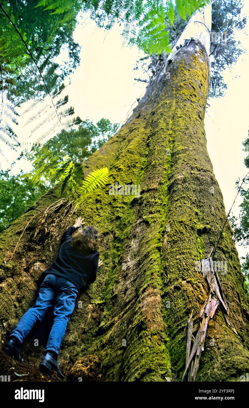 Giant Hardwood Tree, 87 meters high believed to be the tallest Hardwood ...