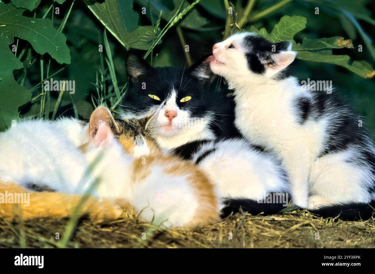 Cat family hi-res stock photography and images - Alamy