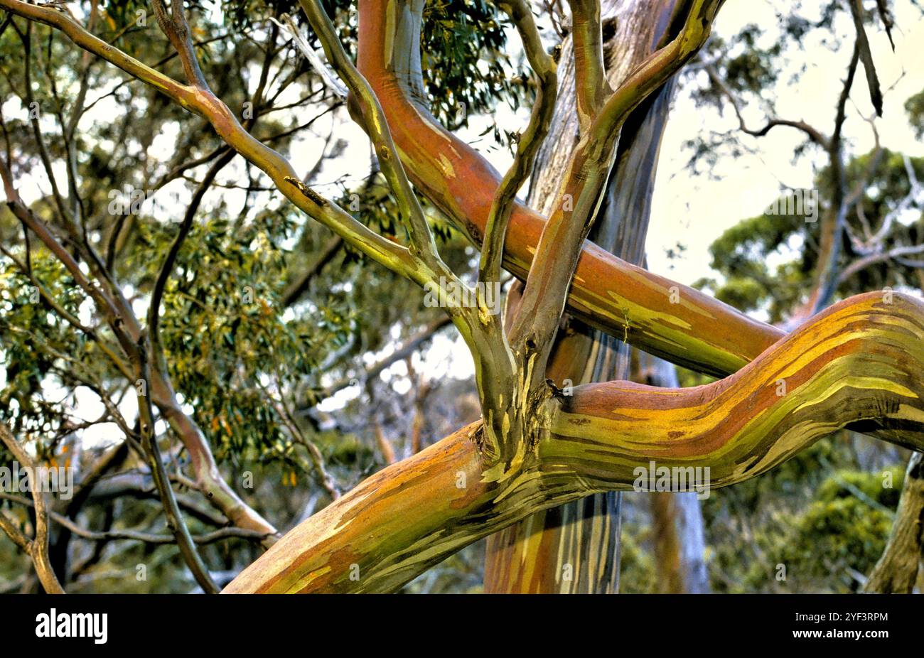 Tasmanian Snow gum, Eucalyptus tree branches, Tasmania, Australia Stock ...
