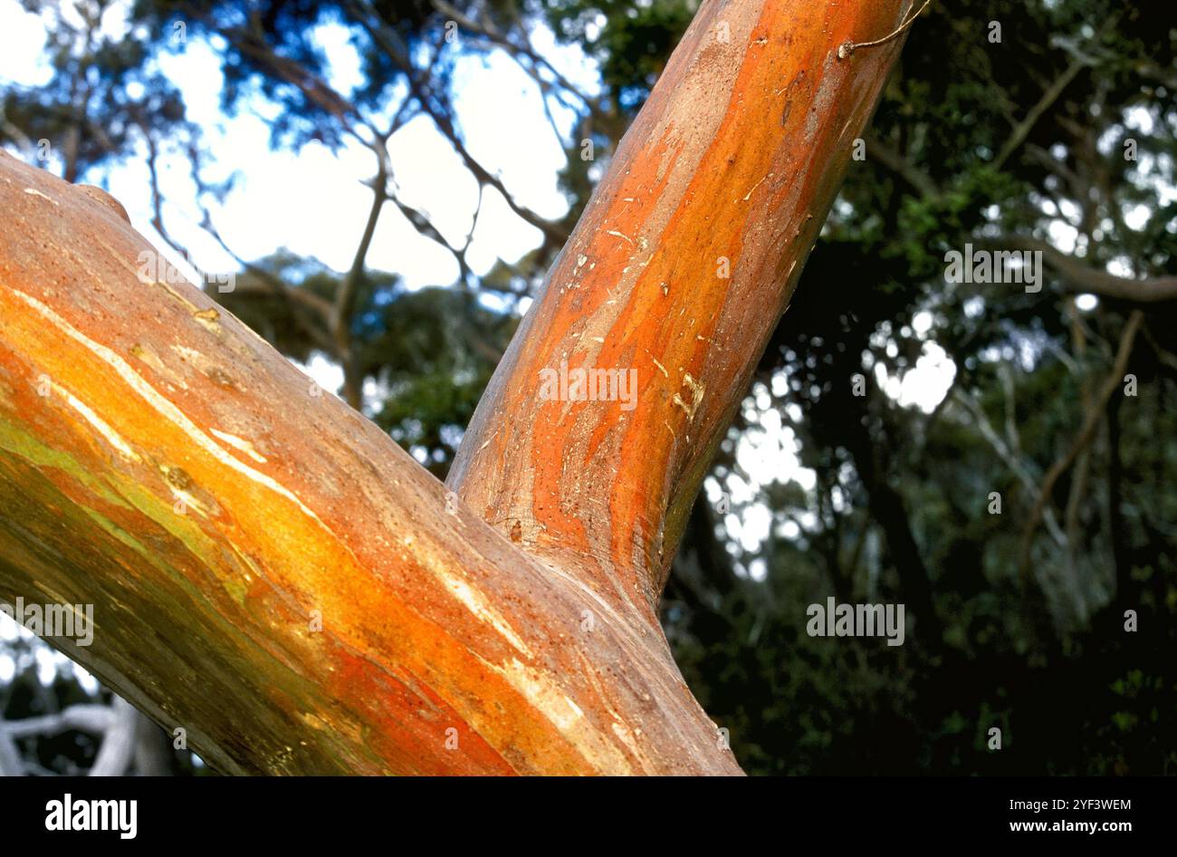 Snow gum hi-res stock photography and images - Alamy