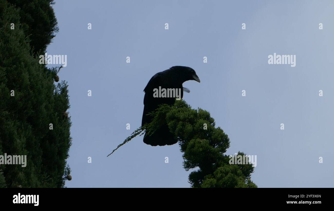 Los Angeles, California, USA 2nd November 2024 A Raven/Crow on a tree ...