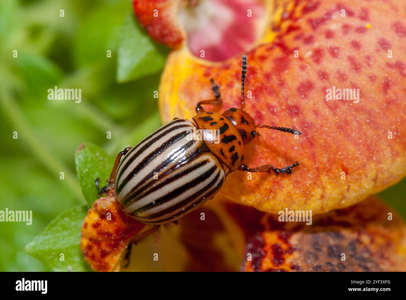 Potato bug hi-res stock photography and images - Alamy