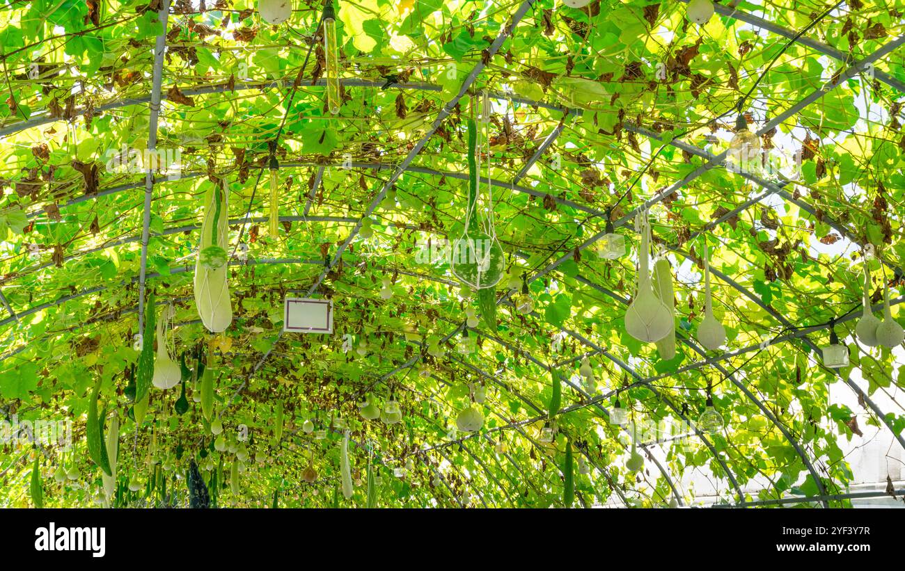 vegetables of the same genus,types of gourd Stock Photo - Alamy