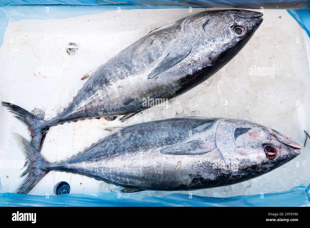 Bluefin tuna fishing boat hi-res stock photography and images - Alamy