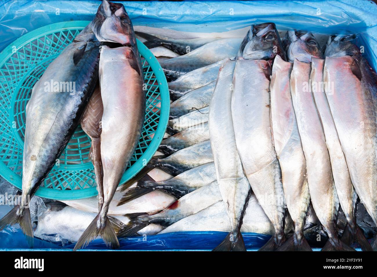 close up view of mackerel fish in a ice bucket Stock Photo - Alamy