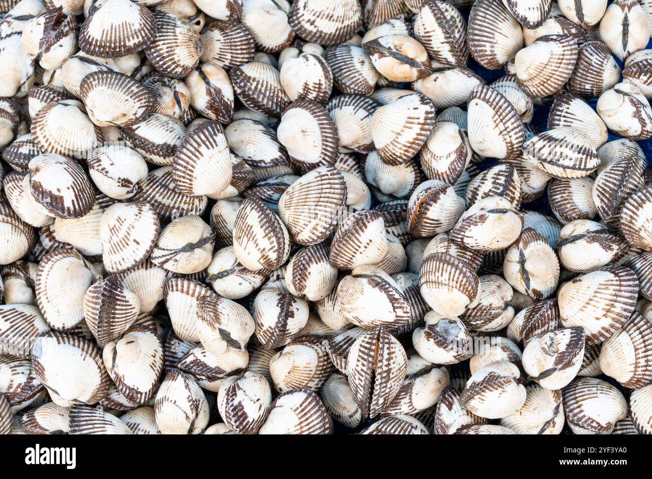 Blood clams hi-res stock photography and images - Alamy