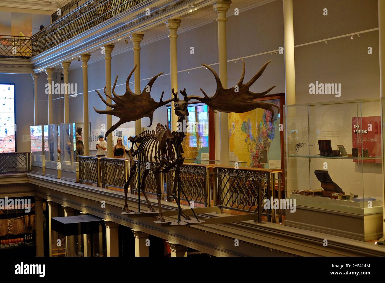 Irish Elk skeleton in the Long Gallery in the The Australian Museum ...