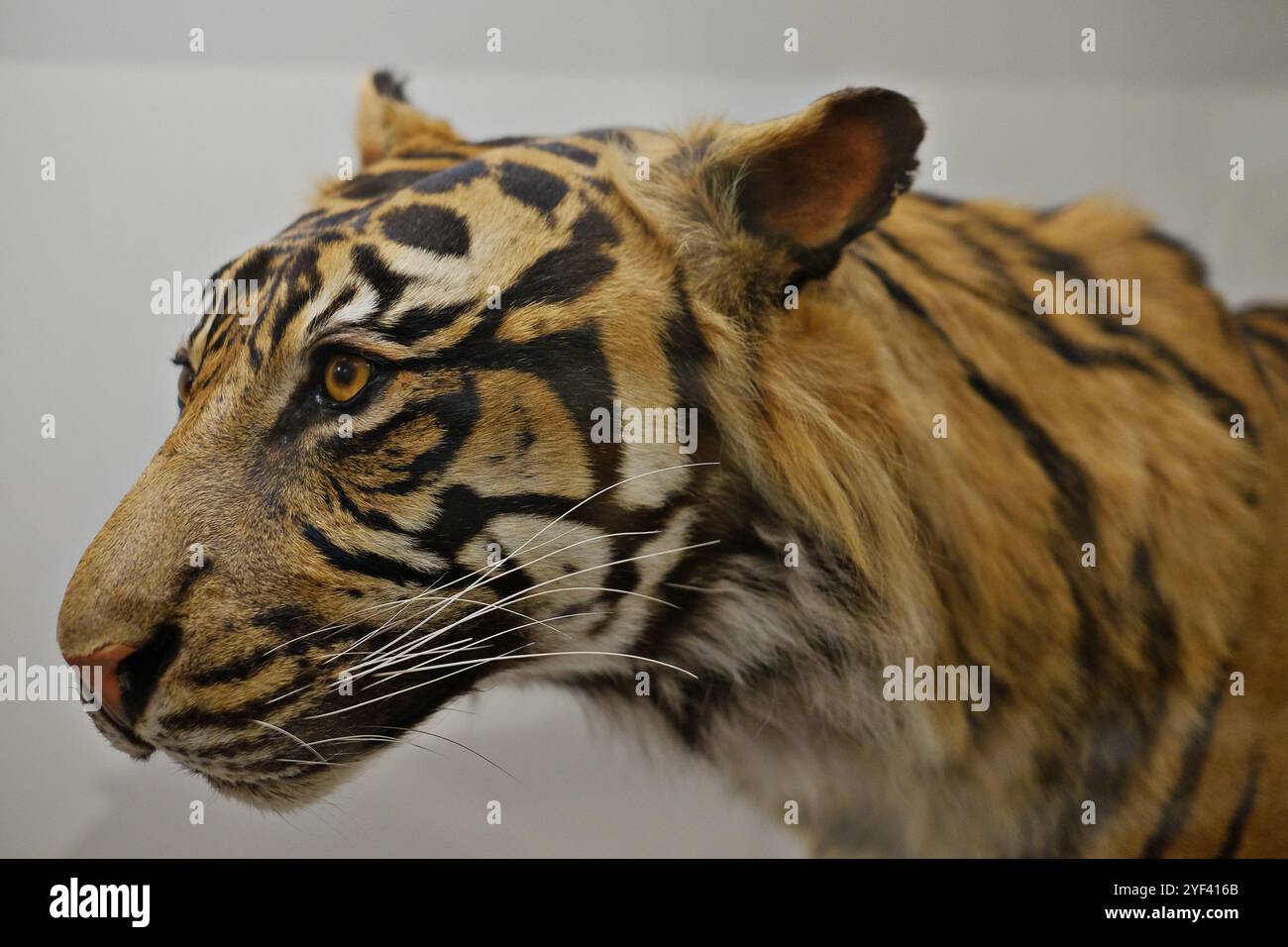 Head of the Sumatran Tiger, The Australian Museum, natural history ...