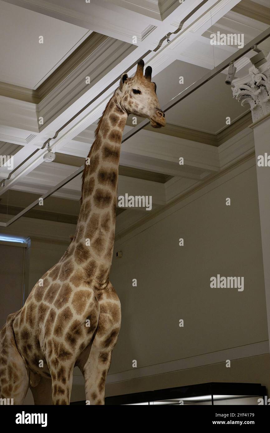 Taxidermy exhibits hi-res stock photography and images - Alamy