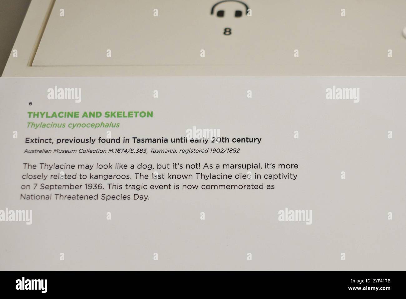 Information plaque on the display of a taxidermied, Thylacine, also ...