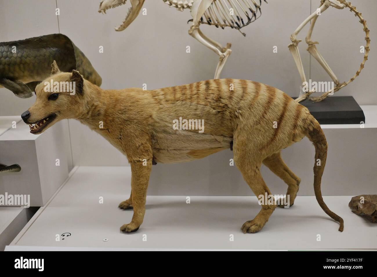 The display of a taxidermied, Thylacine, also known as the Tasmanian ...