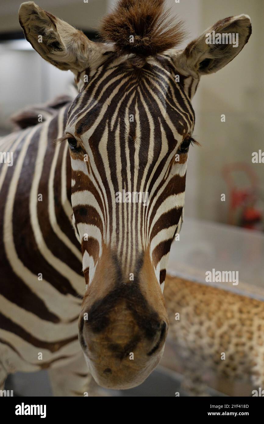 Taxidermy Zebra, detail of the head at The Australian Museum, natural ...