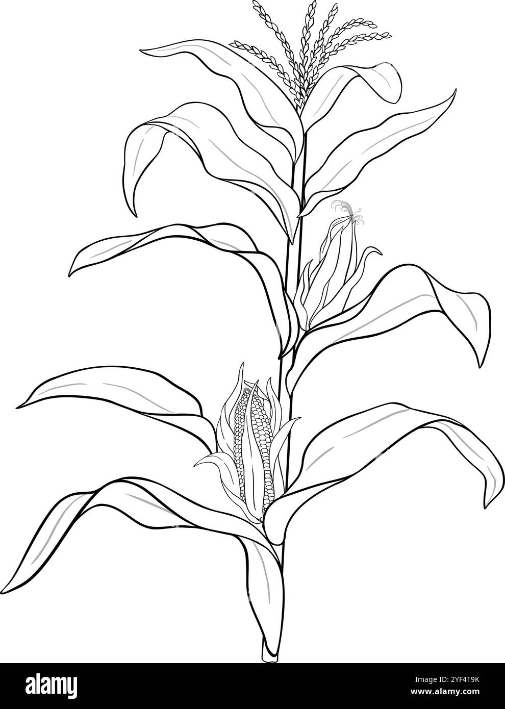 Maize Plant Drawing