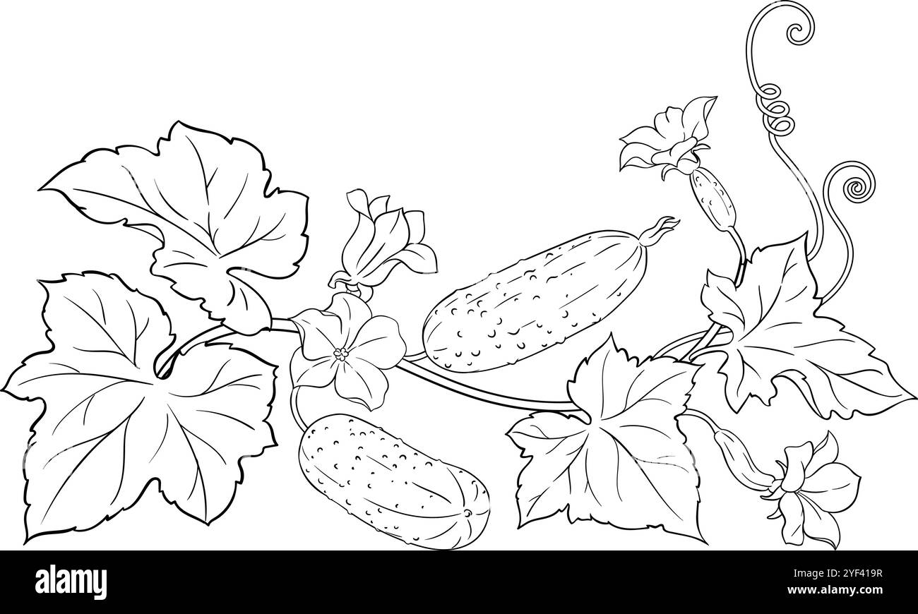 Cucumber Plant with Flowers Outline Illustration Stock Vector Image ...