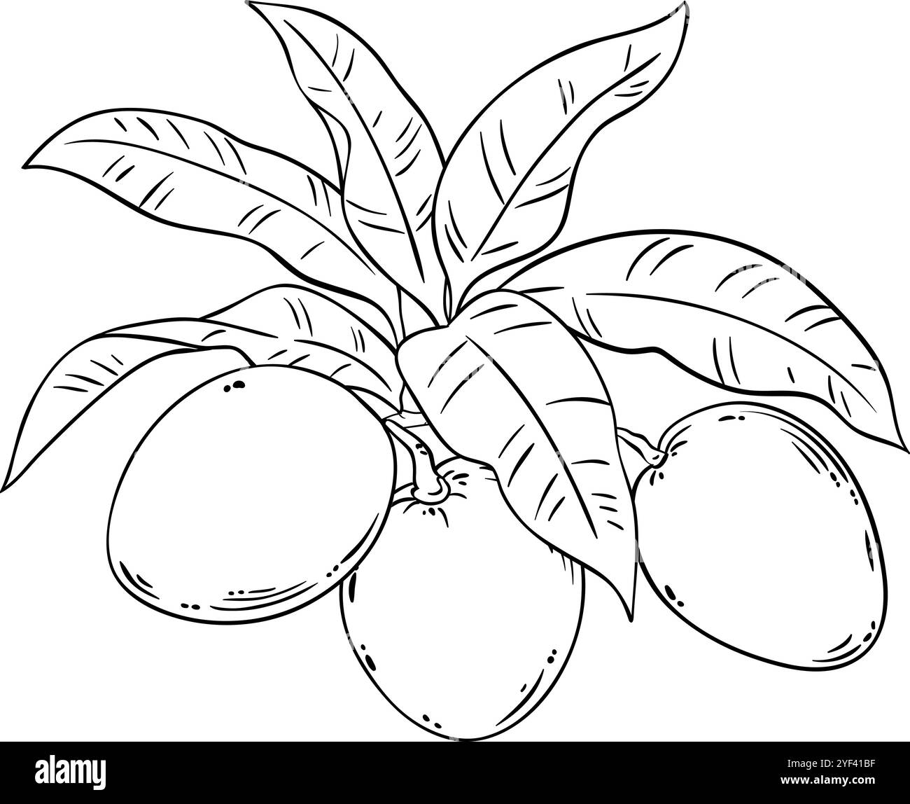 Mango Branch Isolated Outline Illustration Stock Vector Image & Art - Alamy