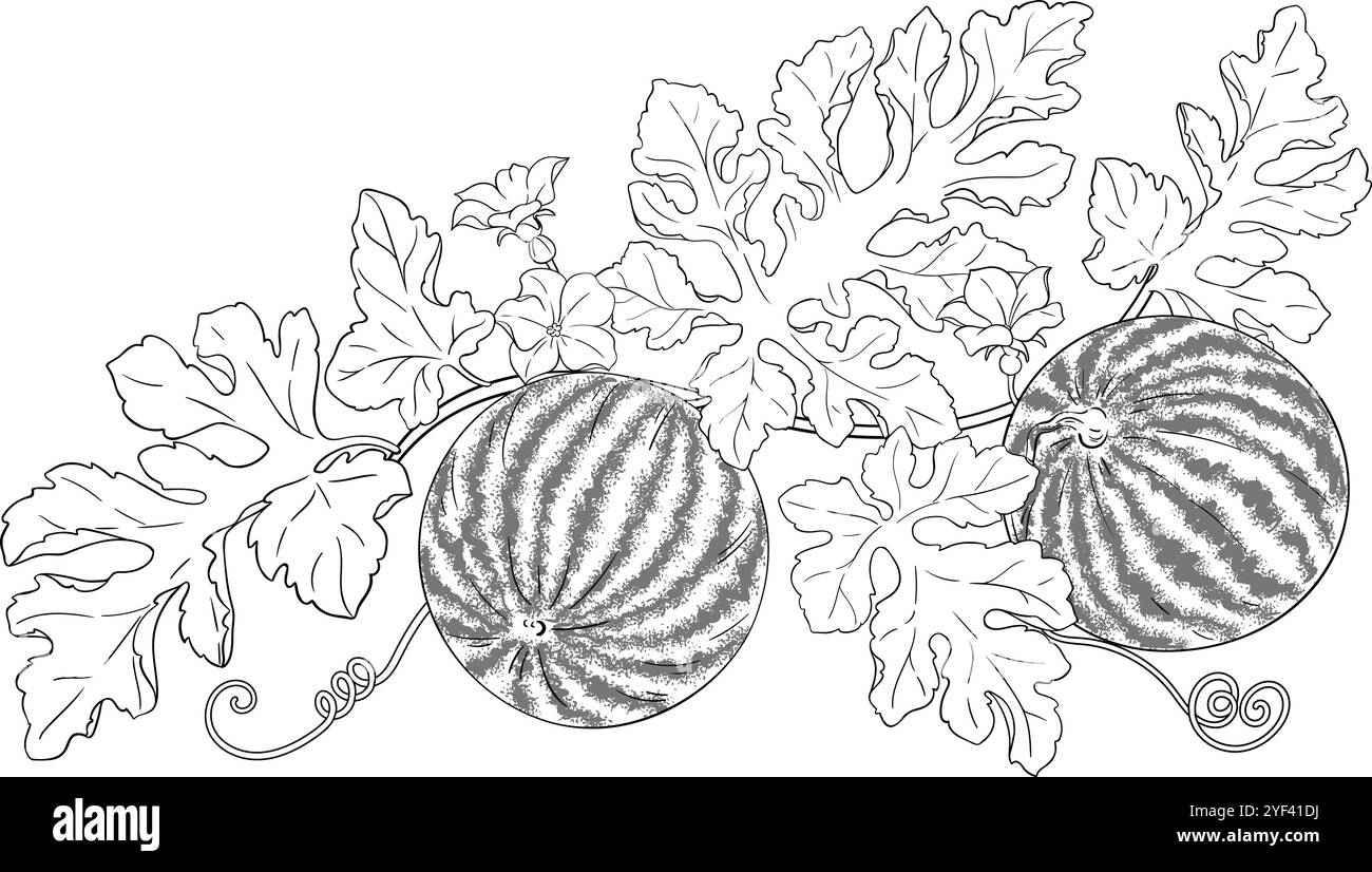 Watermelon flower Black and White Stock Photos & Images - Alamy