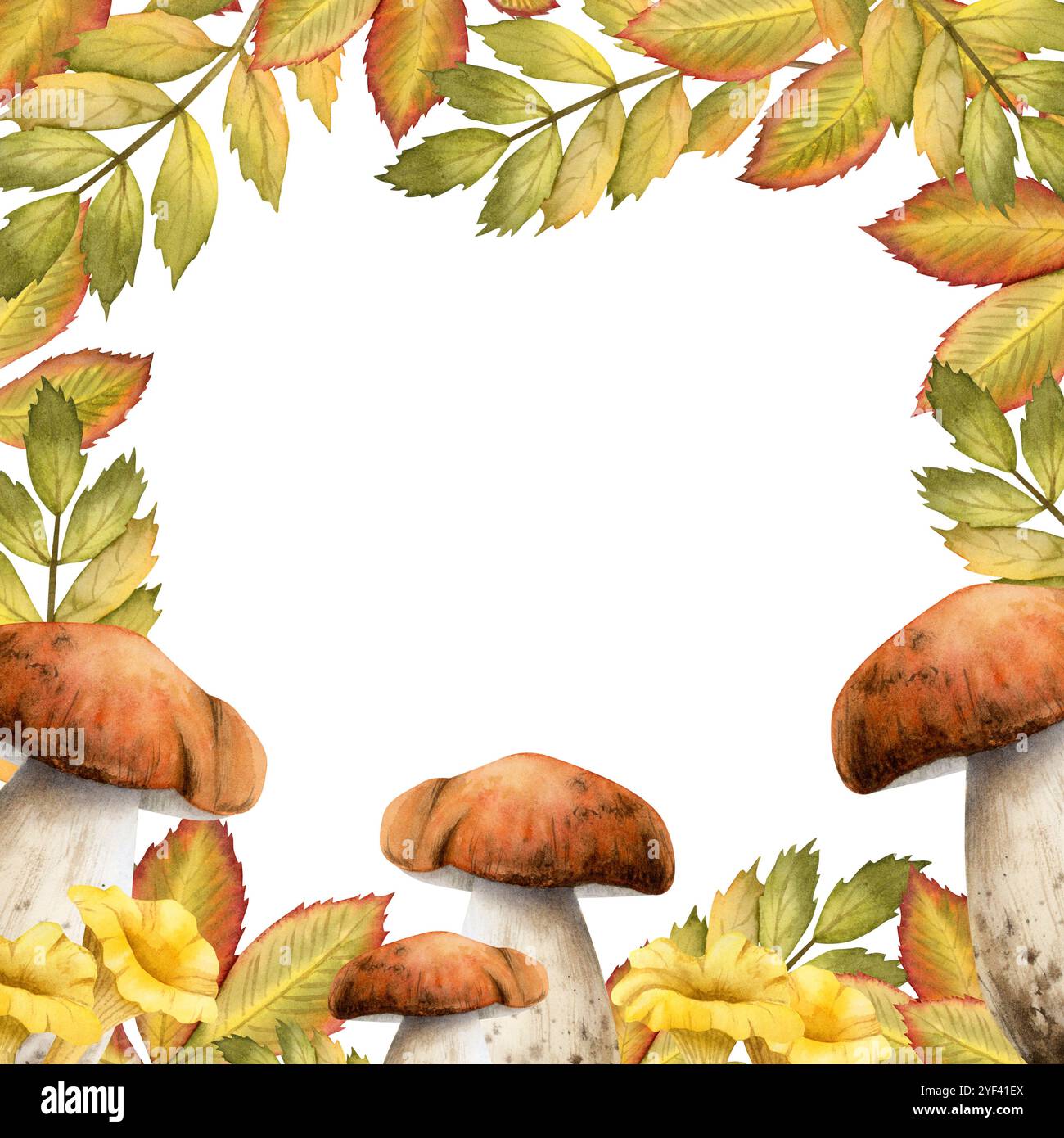 Porcini brown mushrooms and chanterelles with fall rowan leaves in ...