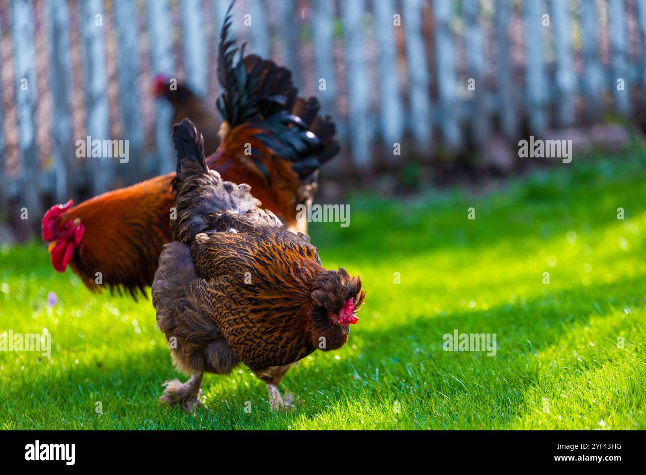 Free-Range Chickens are foraging happily in the Green Grass at sunny ...