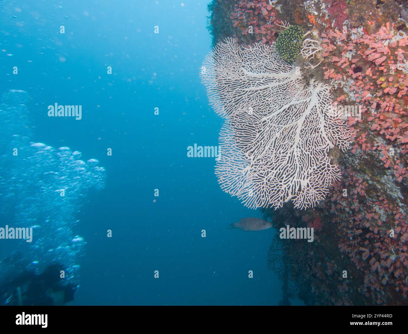A healthy coral reef with a giant Gorgonian sea fan in clear blue water ...