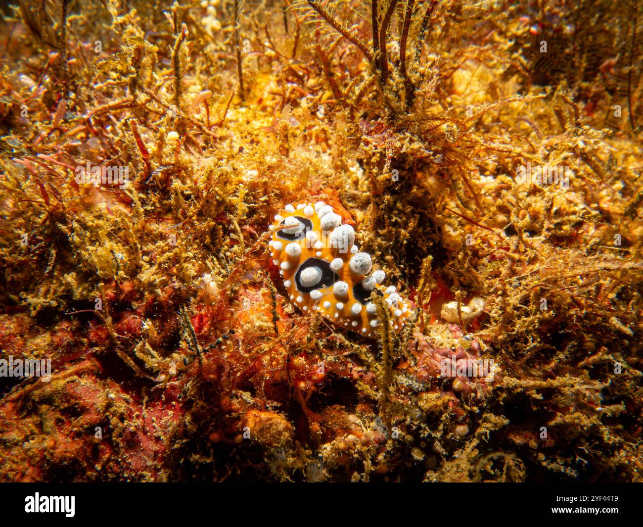 Bright yellow and white Ocellated Phyllidia nudibranch, Phyllidia ...