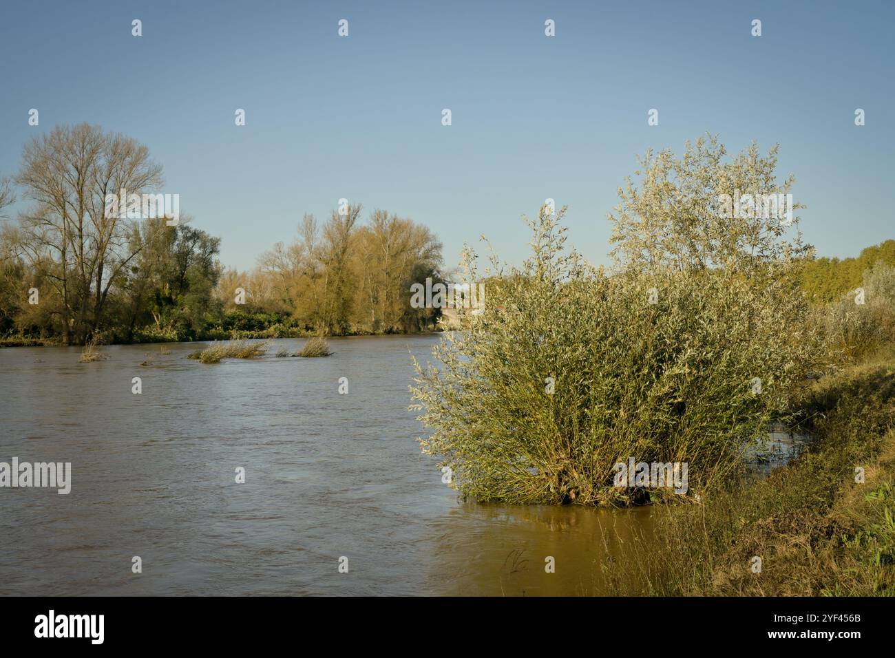 High level of the river Loire, overflowing its banks and flooding trees Stock Photo - Alamy