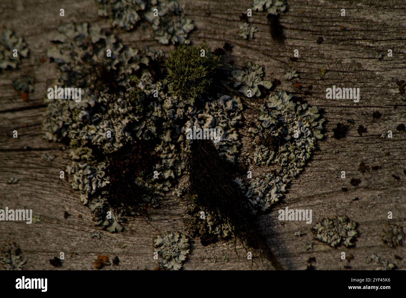 Lichen usnea species hi-res stock photography and images - Alamy
