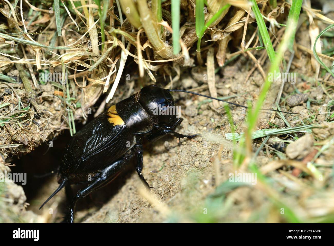 European field cricket comes out of a hole in the ground to the surface ...