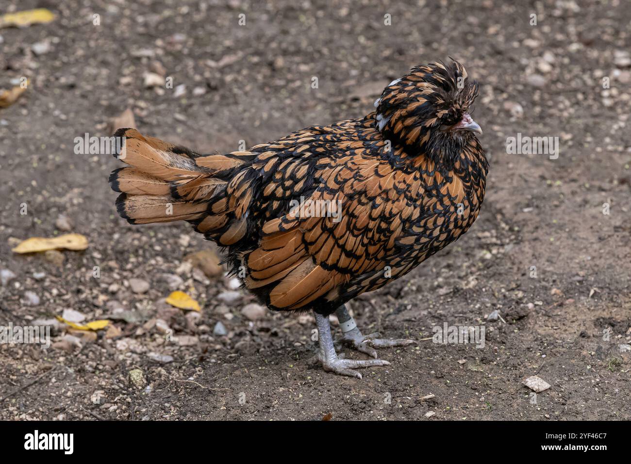 Padovana dal gran ciuffo hi-res stock photography and images - Alamy