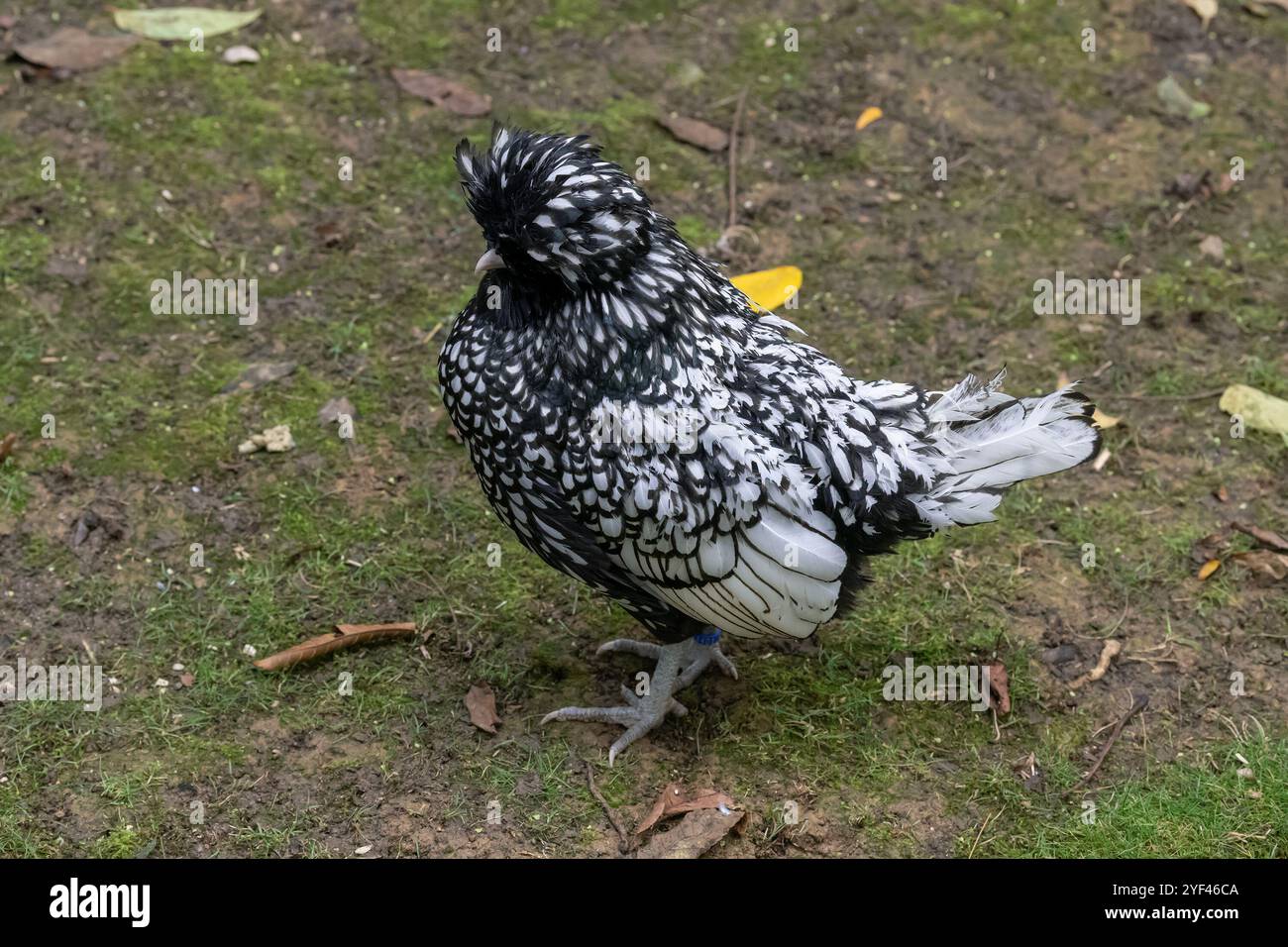 Padovana dal gran ciuffo hi-res stock photography and images - Alamy
