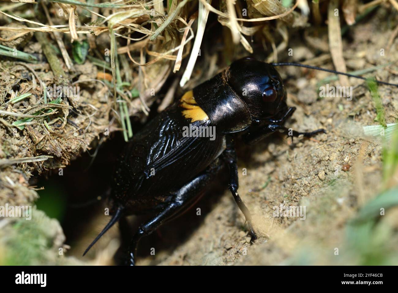 European field cricket comes out of a hole in the ground to the surface ...