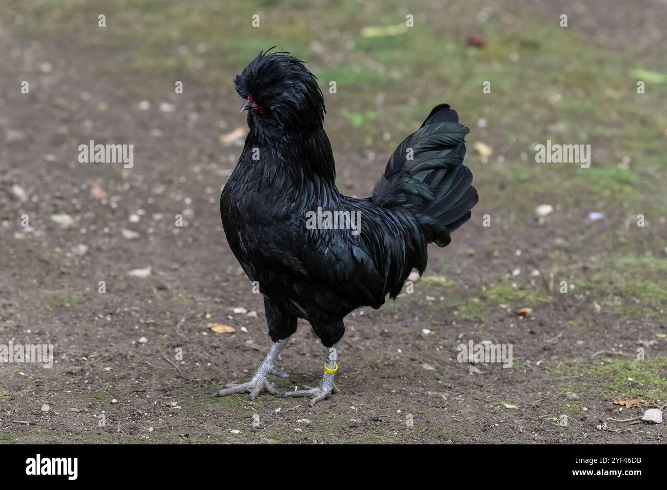 Nancy, France - View on a male Padovana chicken in a henhouse in a park ...