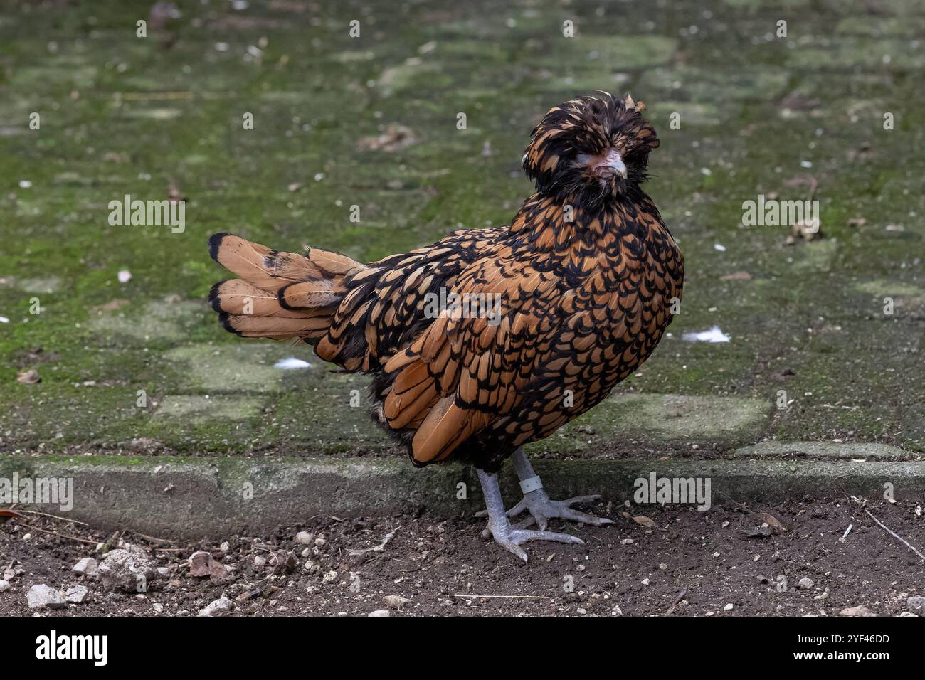 Padovana dal gran ciuffo hi-res stock photography and images - Alamy
