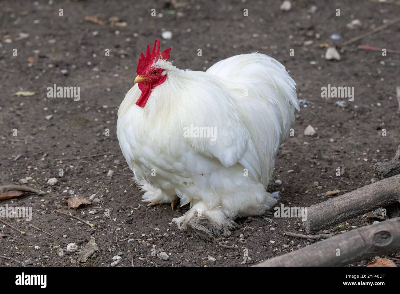 Nancy, France - View on a male Pekin Bantam in a henhouse in a park in ...