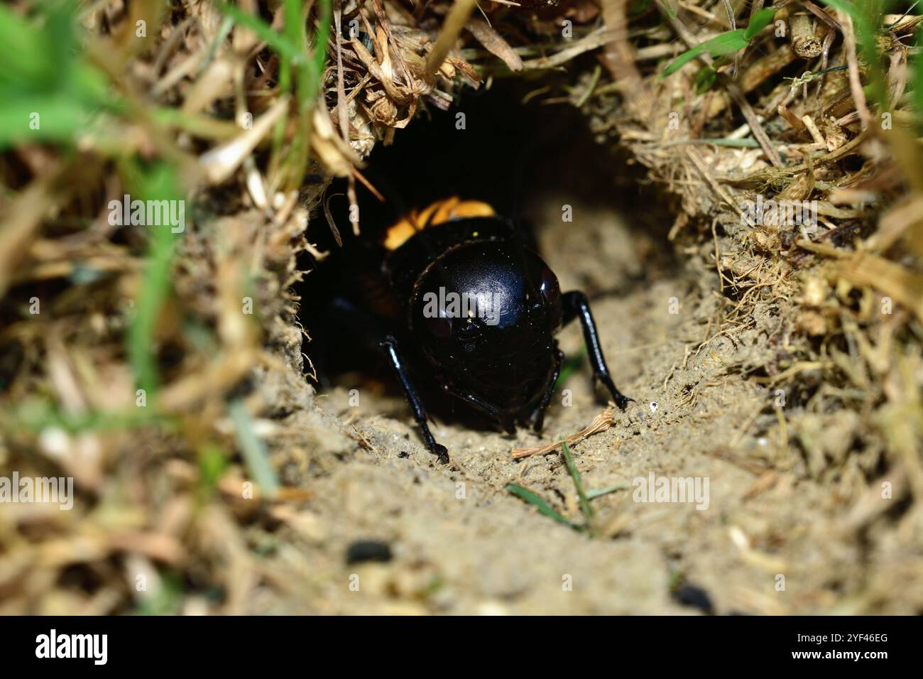 European field cricket comes out of a hole in the ground to the surface ...
