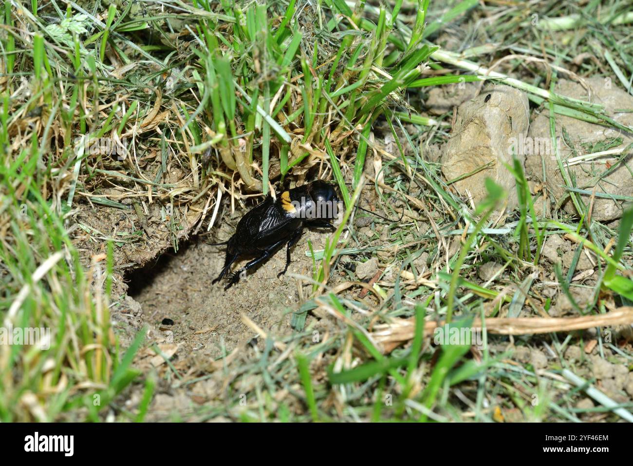 Cricket antenne hi-res stock photography and images - Alamy