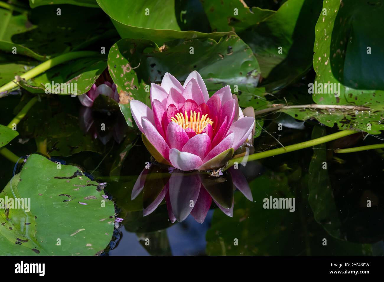 Nancy, France - View on a pink flower of Nymphaea alba on a body of ...