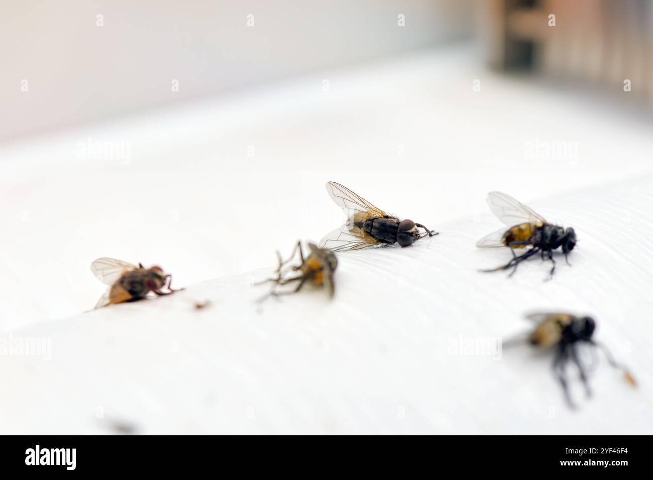 Flies stuck on white sticky paper for fly trap with blurred kitchen ...