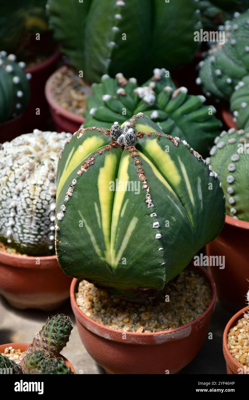 Rare Astrophytum myriostigma variegata in open cactus farm Stock Photo ...