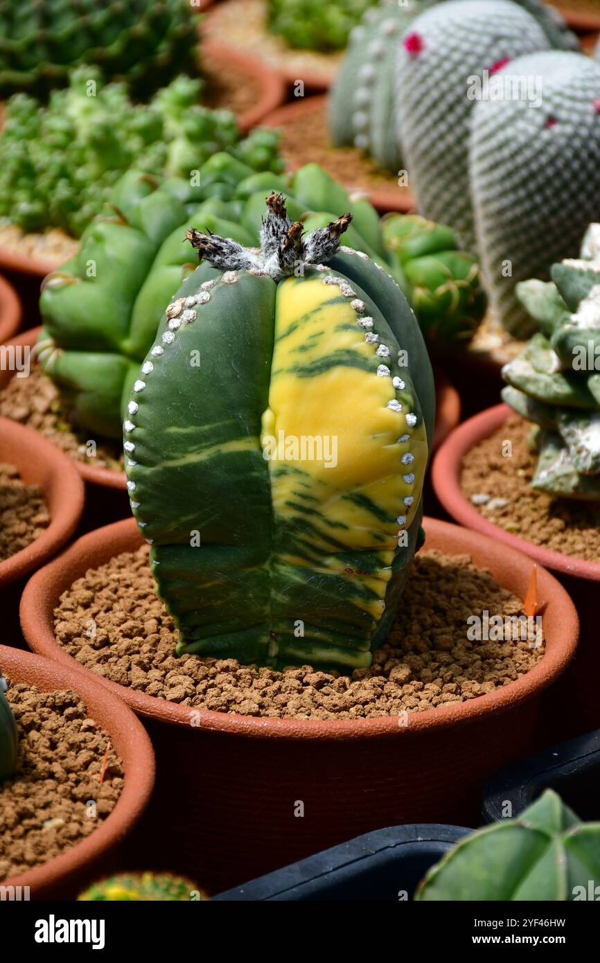 Rare Astrophytum myriostigma variegata in open cactus farm Stock Photo ...