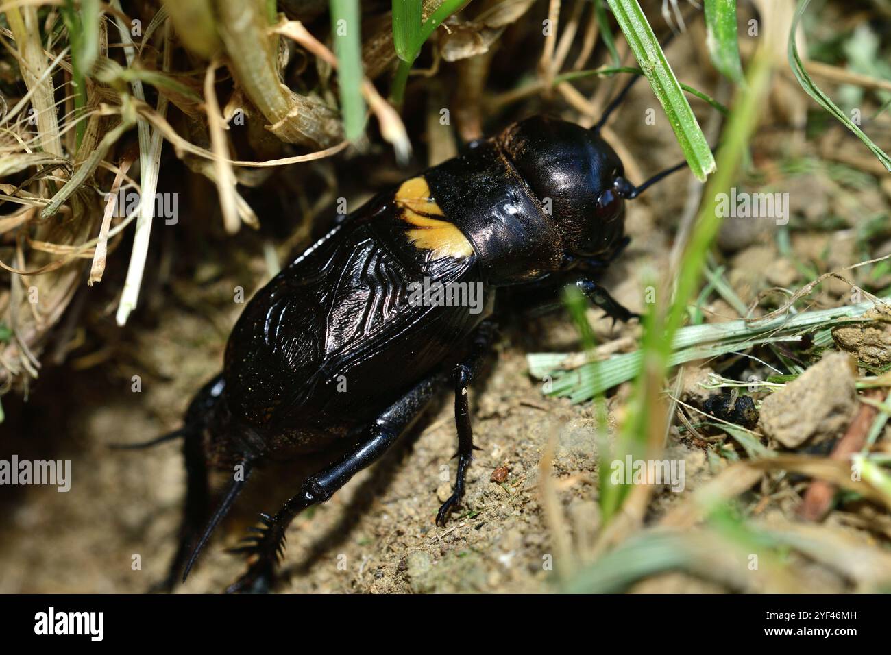 European field cricket comes out of a hole in the ground to the surface ...