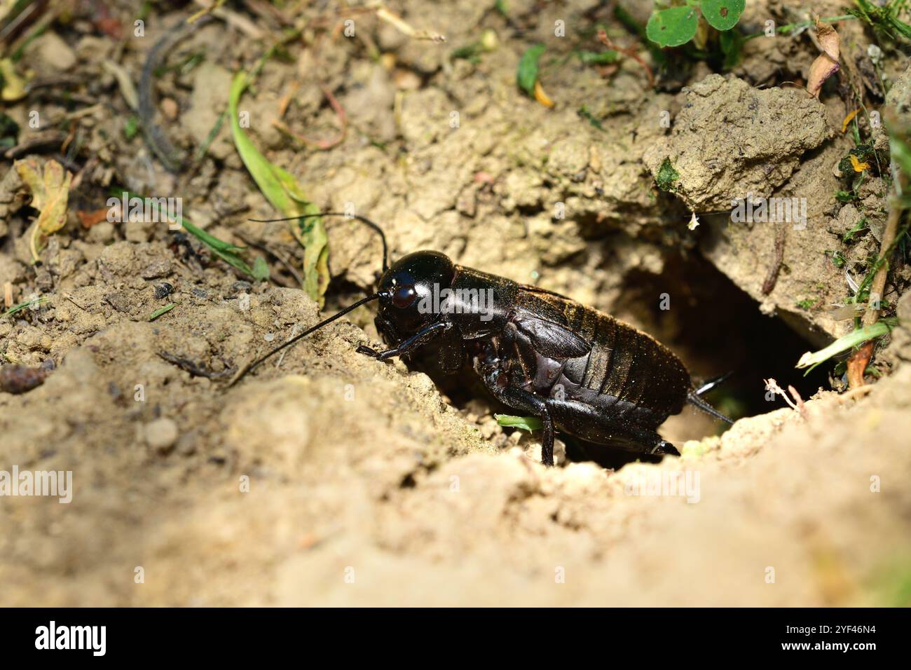 European field cricket comes out of a hole in the ground to the surface ...