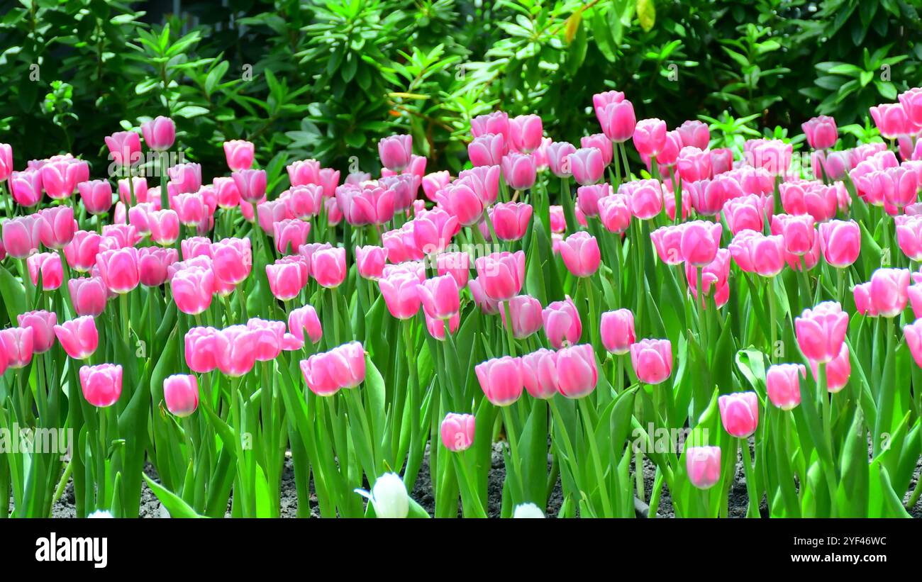 Pink tulip in the indoor dome garden Stock Photo - Alamy
