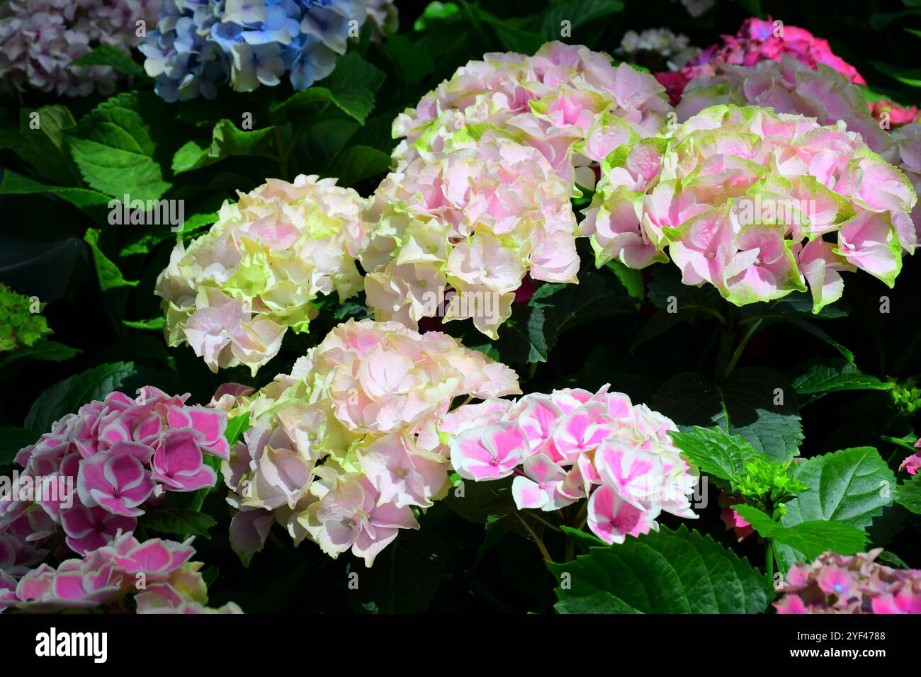 Colorful Hydrangea flowers in controlled temperature indoor garden dome ...