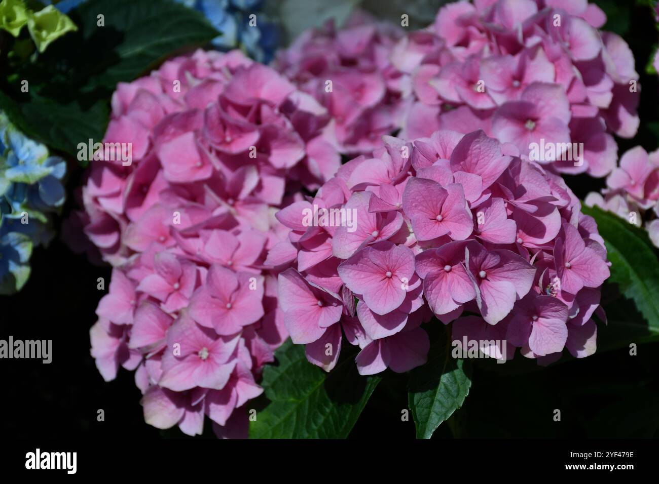 Colorful Hydrangea flowers in controlled temperature indoor garden dome ...
