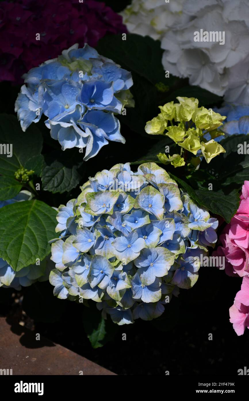 Colorful Hydrangea flowers in controlled temperature indoor garden dome ...